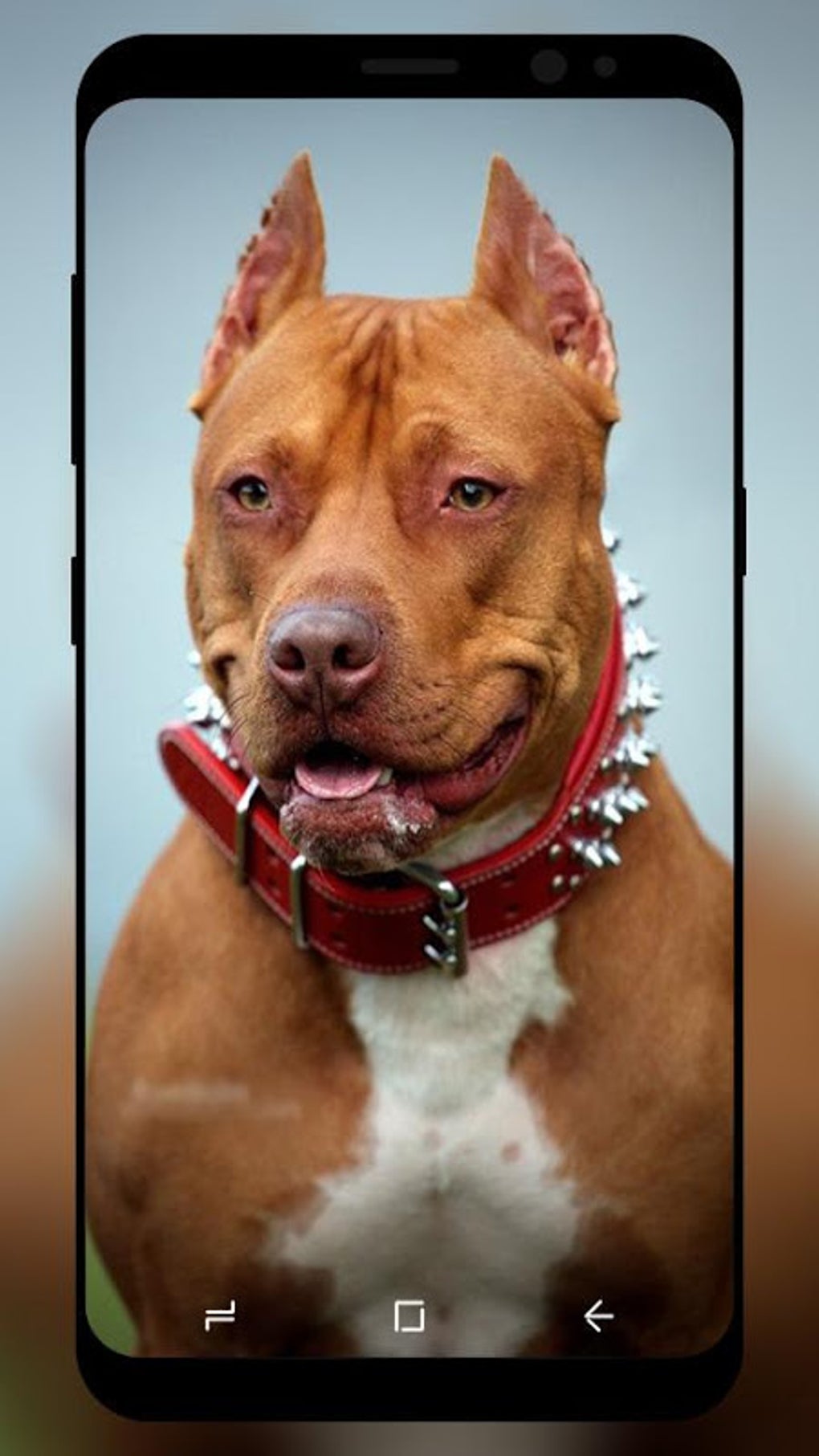Pitbull Wallpaper HD APK per Android - Download