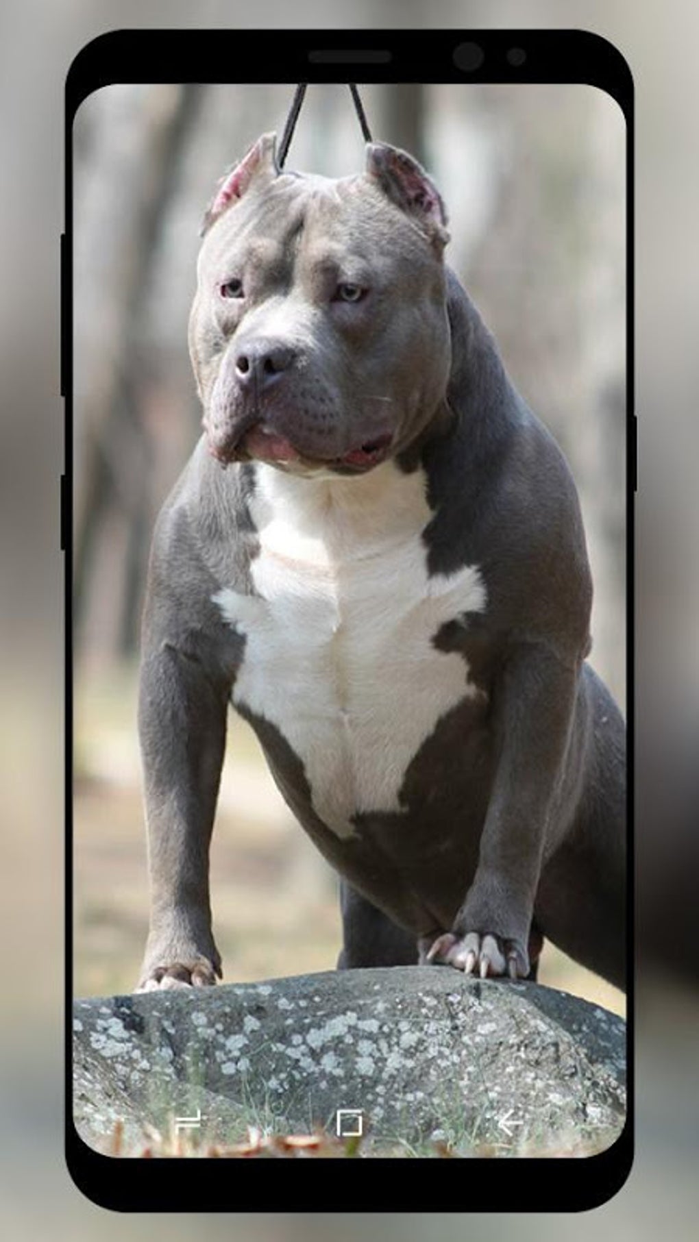 Pitbull Wallpaper HD APK per Android - Download