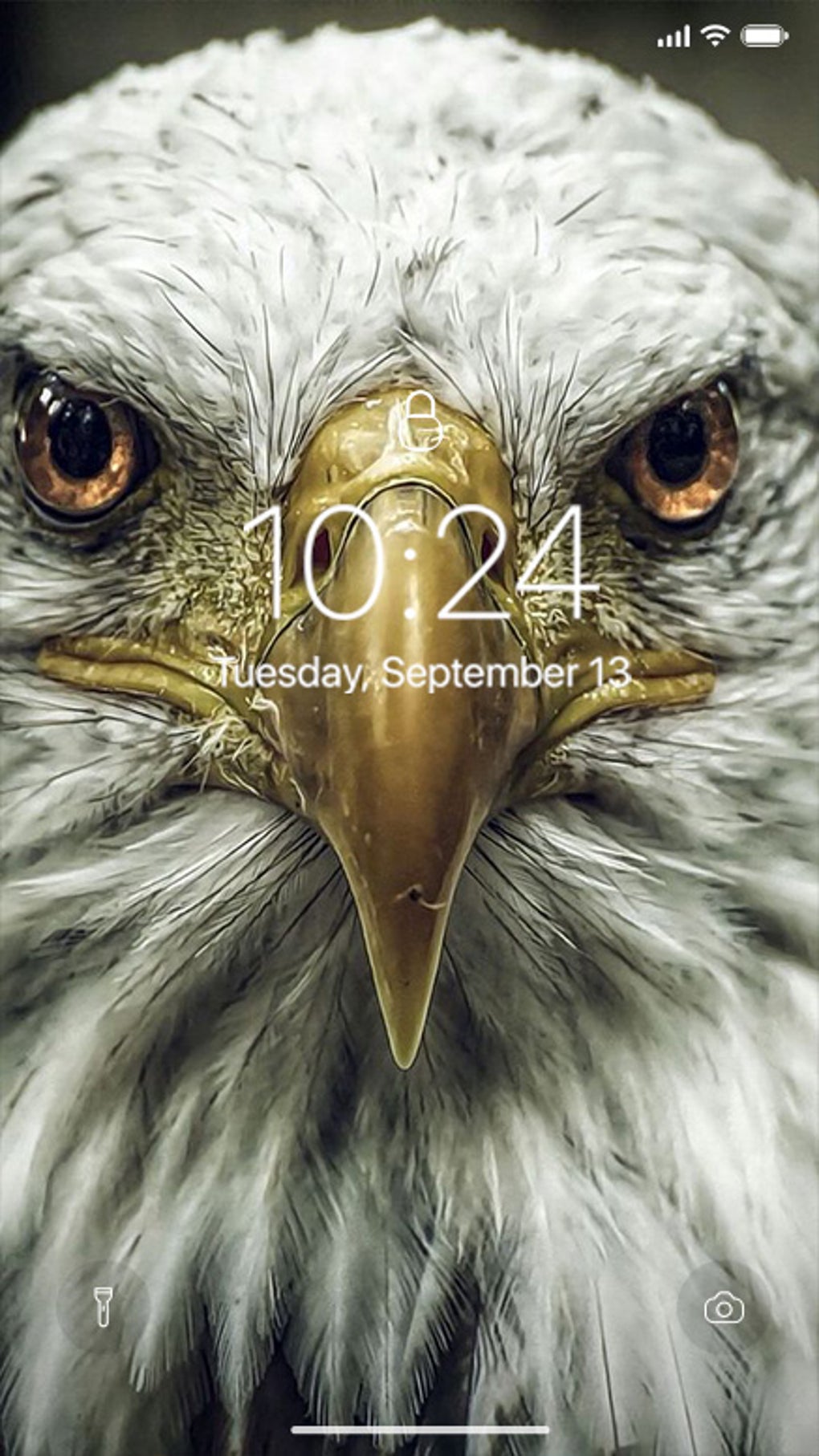 Eagle Wallpaper for Android - Download