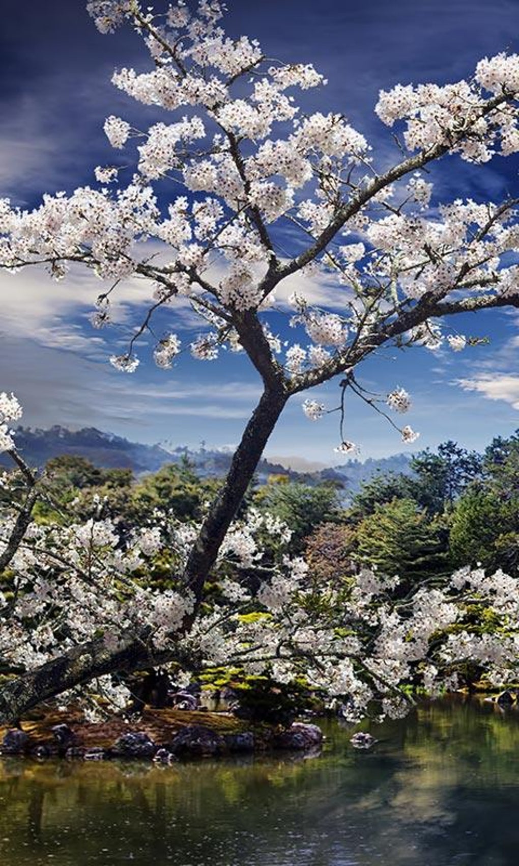 Spring Live Wallpaper APK for Android - Download