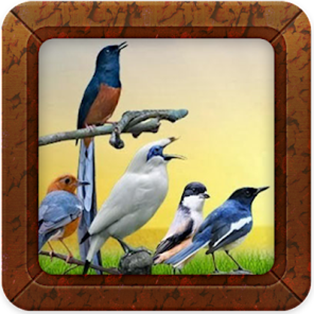 Koleksi Suara Burung Offline L for Android - Download