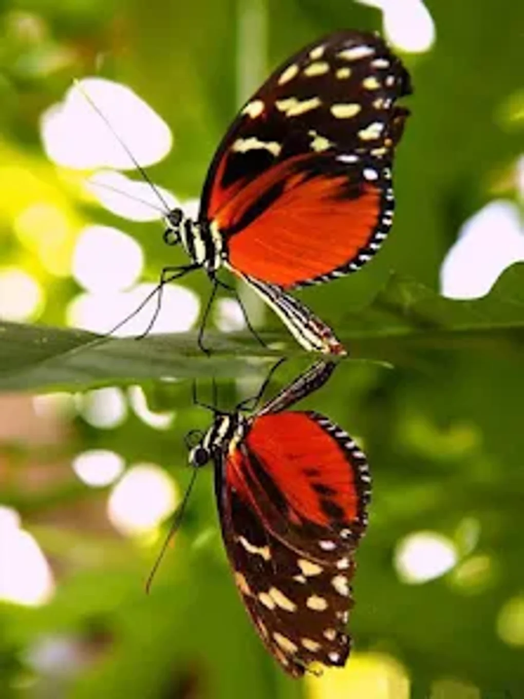 Butterfly Jigsaw Puzzles Para Android Download Butterfly Jigsaw Puzzles Para Android Download