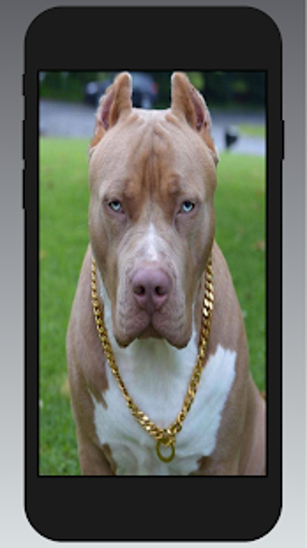 Pitbull Wallpapers APK for Android - Download