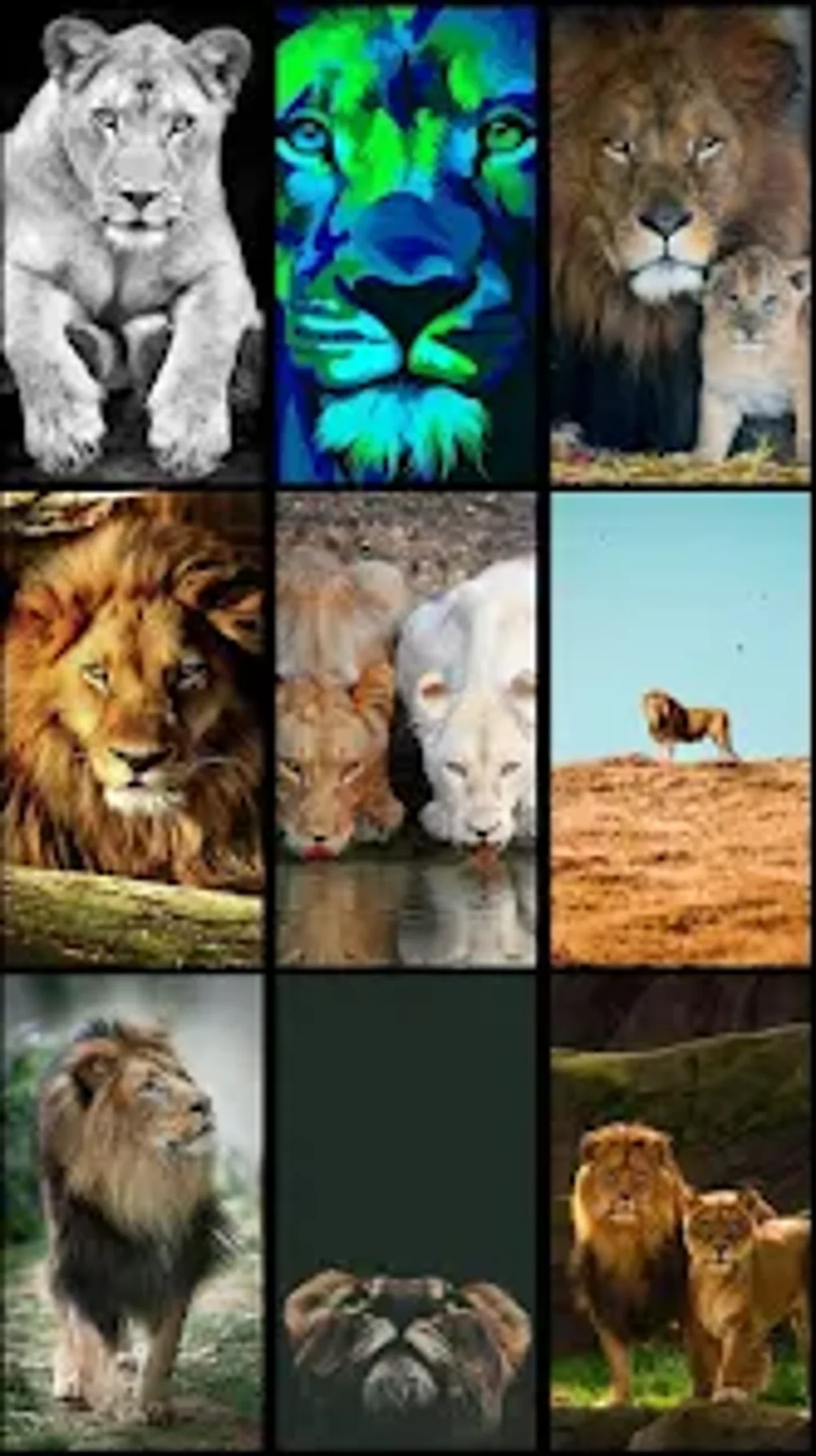 Lion Wallpaper pour Android - Télécharger