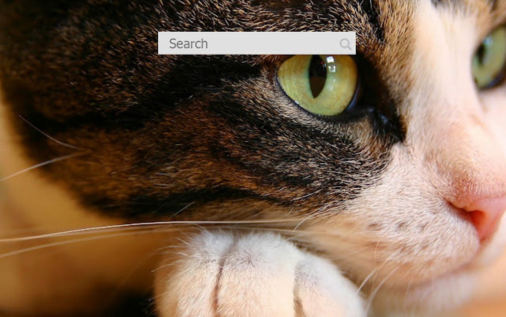 Cats New Tab para Google Chrome - Extensión Descargar
