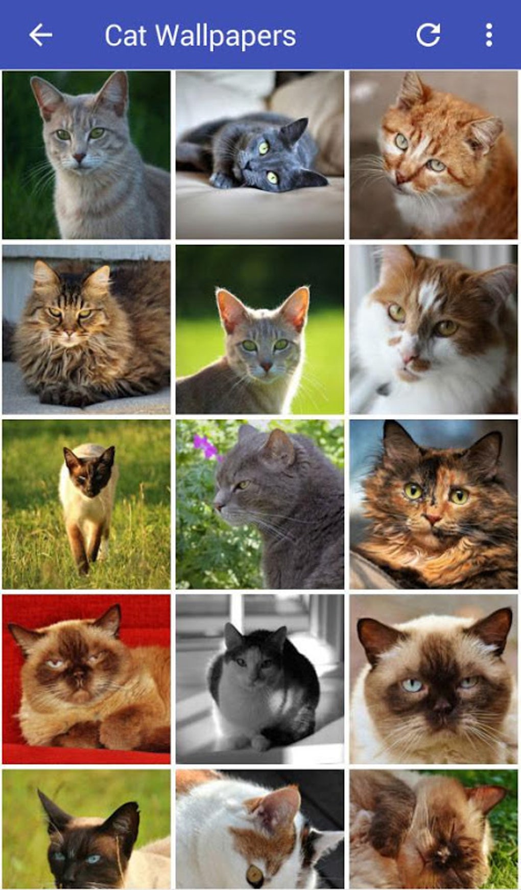 Cat Wallpapers HD APK for Android - Download