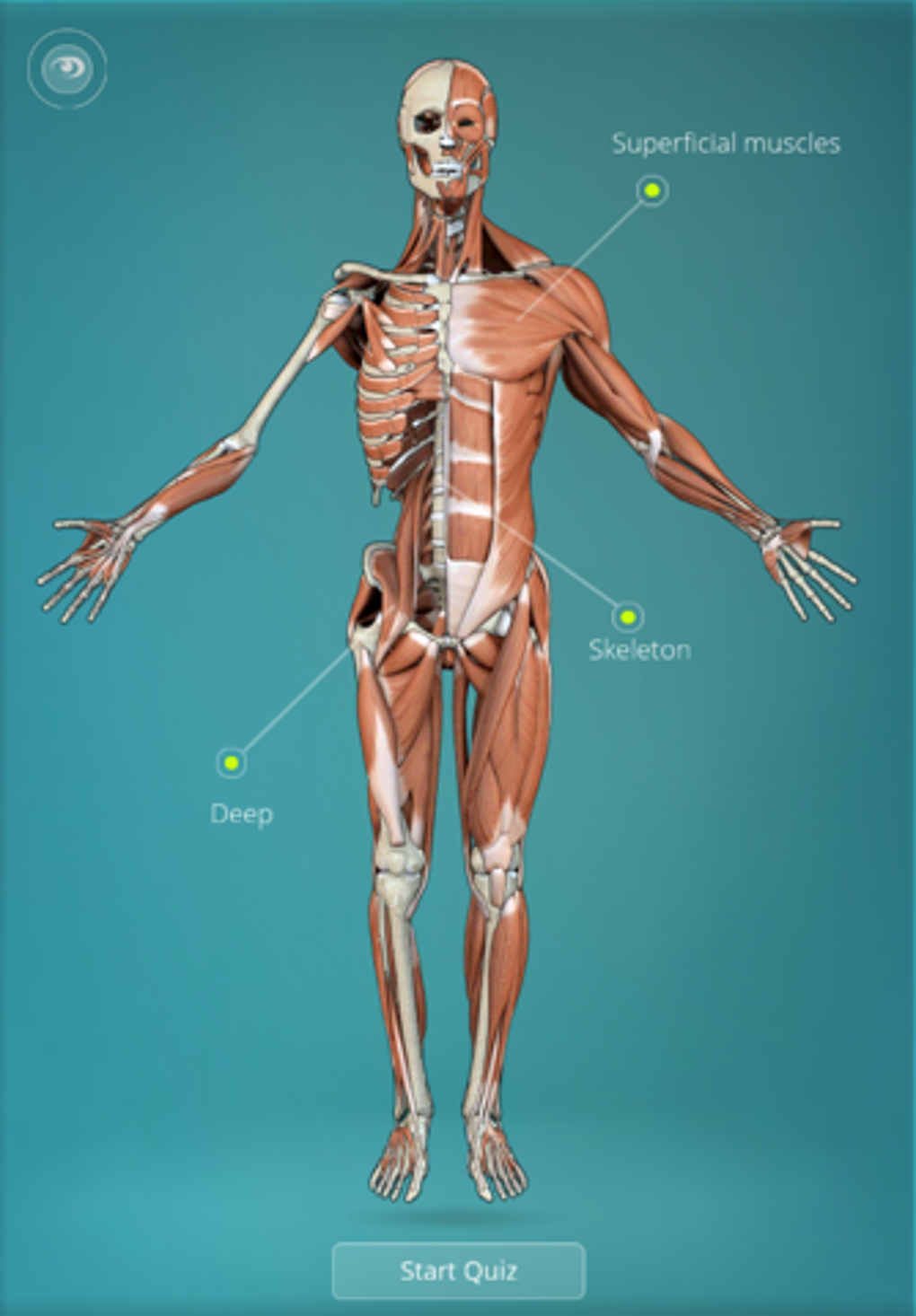 Anatomy Quiz Muscles And Bones IPhone Anatomy Quiz Muscles And Bones IPhone