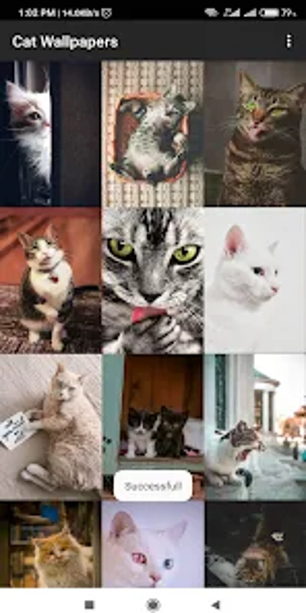 Cats HD Wallpapers per Android - Download
