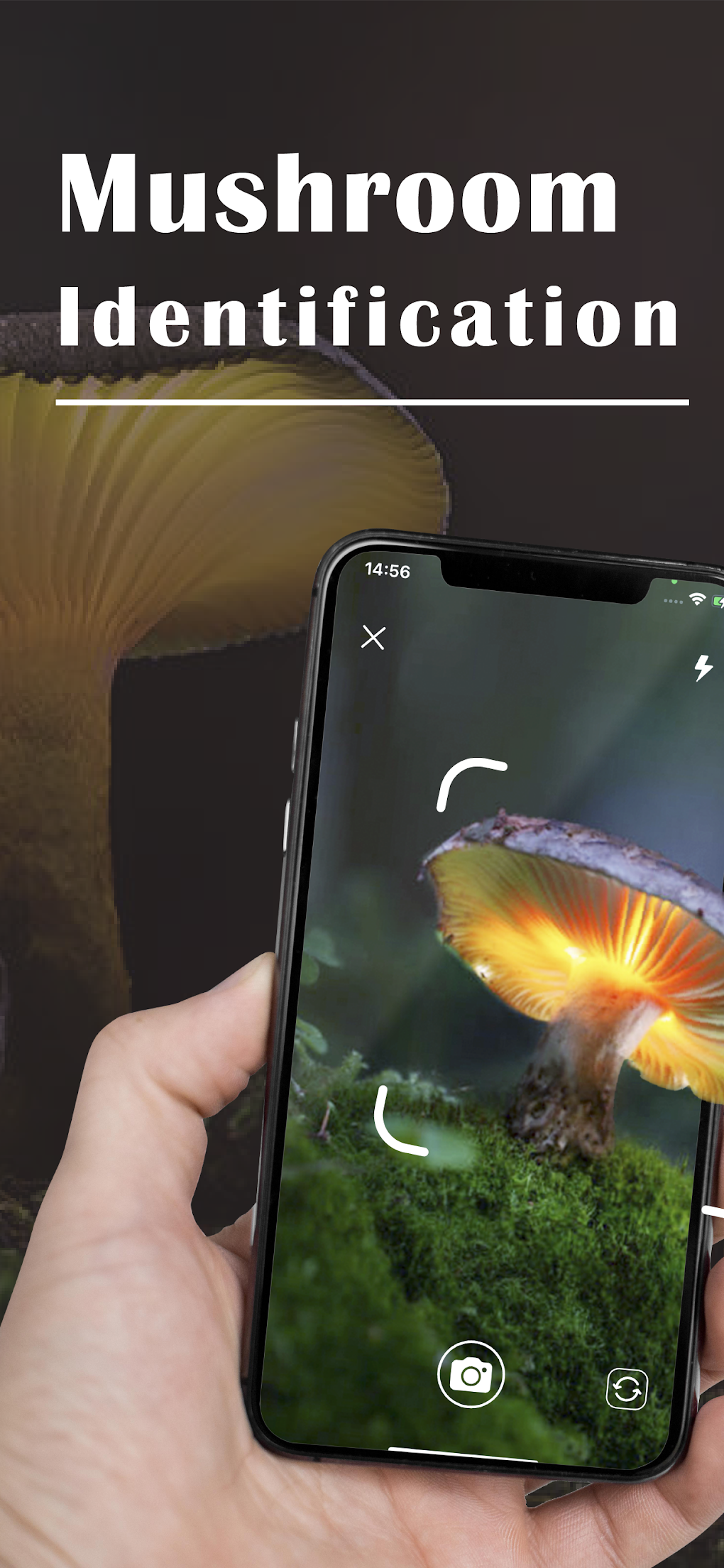 Mushroom Identifier - Picture Mushroom สำหรับ Android - ดาวน์โหลด
