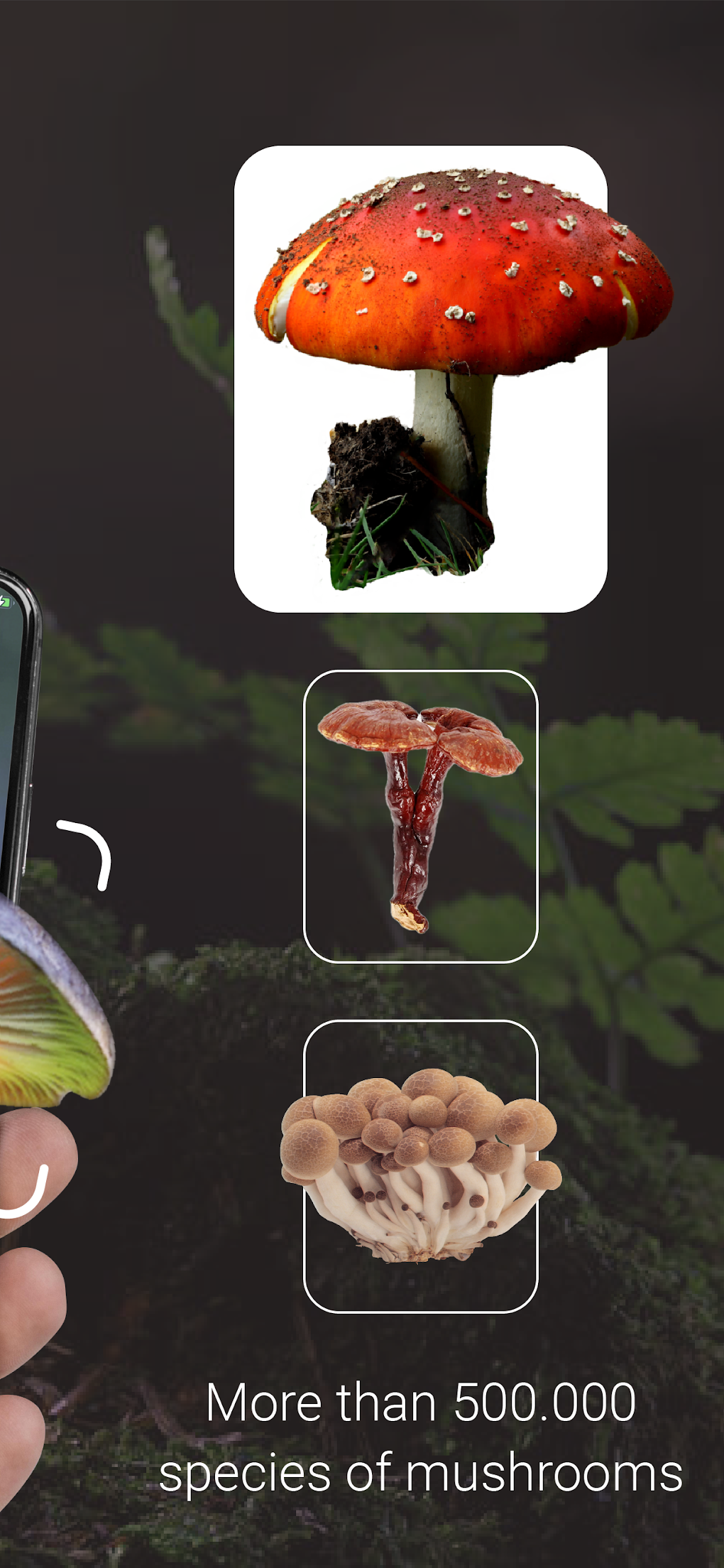 Mushroom Identifier - Picture Mushroom for Android - Download