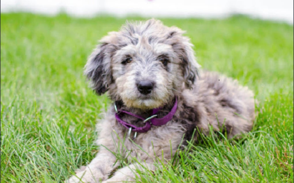 random dog Google Chrome 용 - 확장 프로그램 다운로드