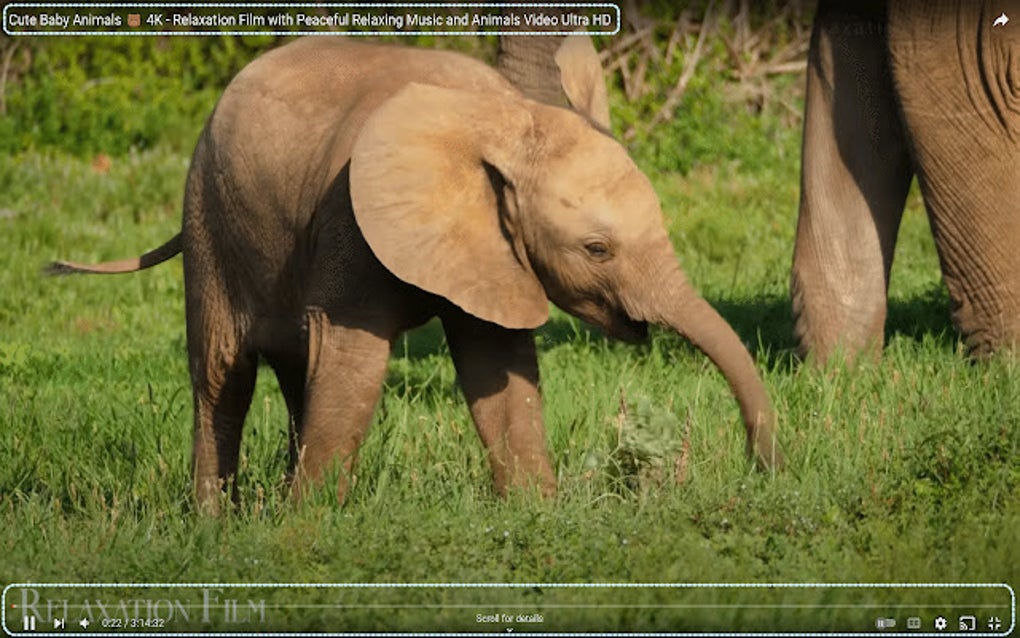 YouTube HUD Toggle Google Chrome 용 - 확장 프로그램 다운로드
