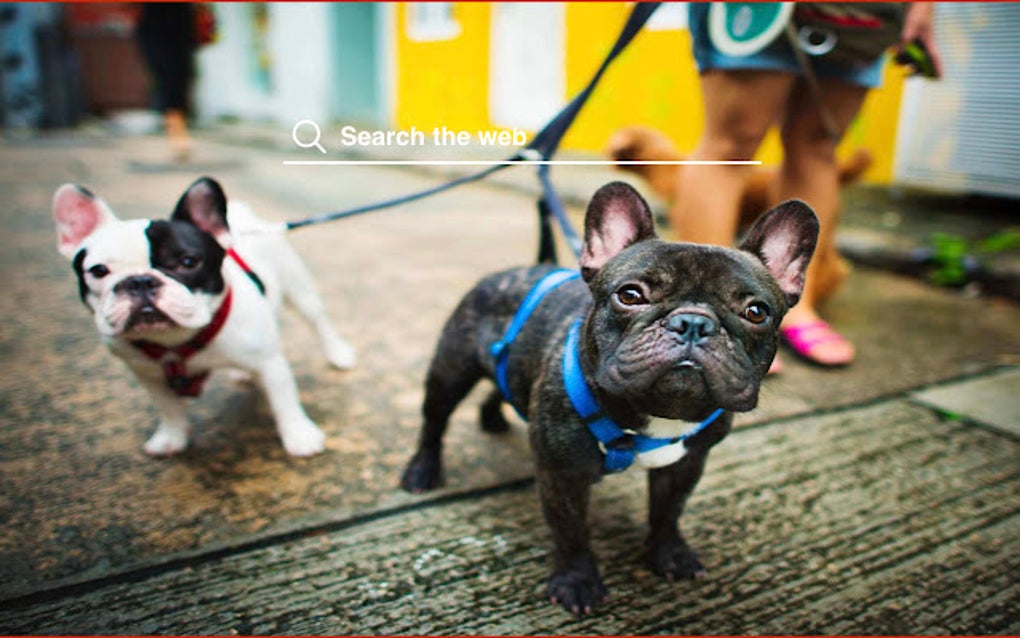 Frenchies HD Wallpapers New Tab Theme para Google Chrome - Extensão ...