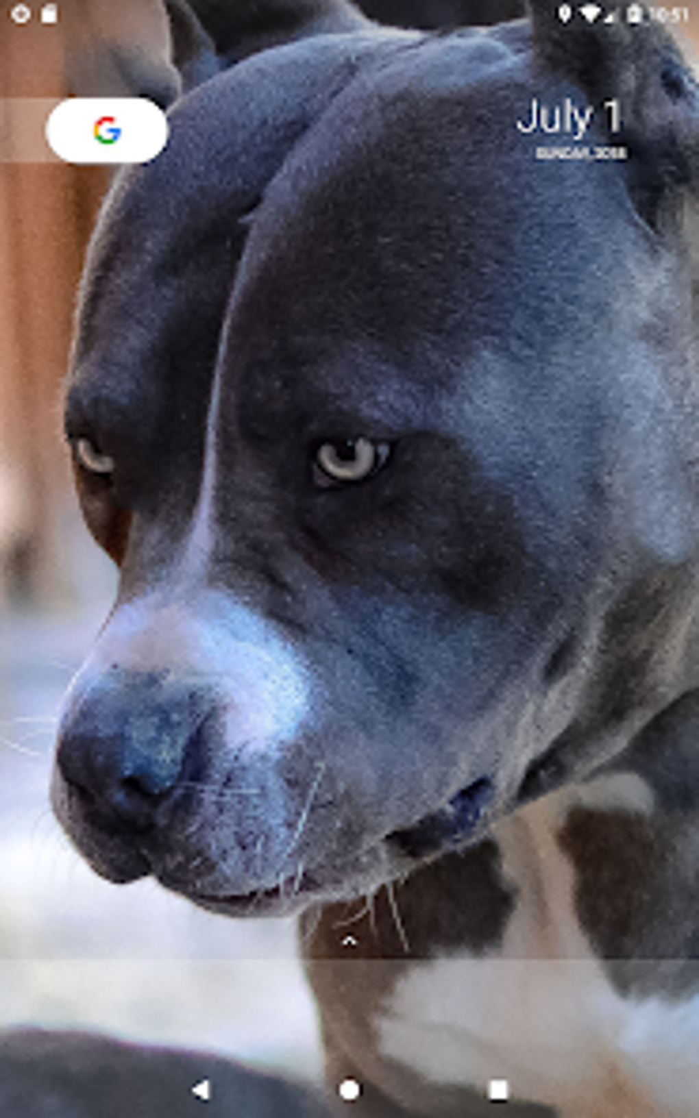 Pitbull Wallpapers para Android - Descargar