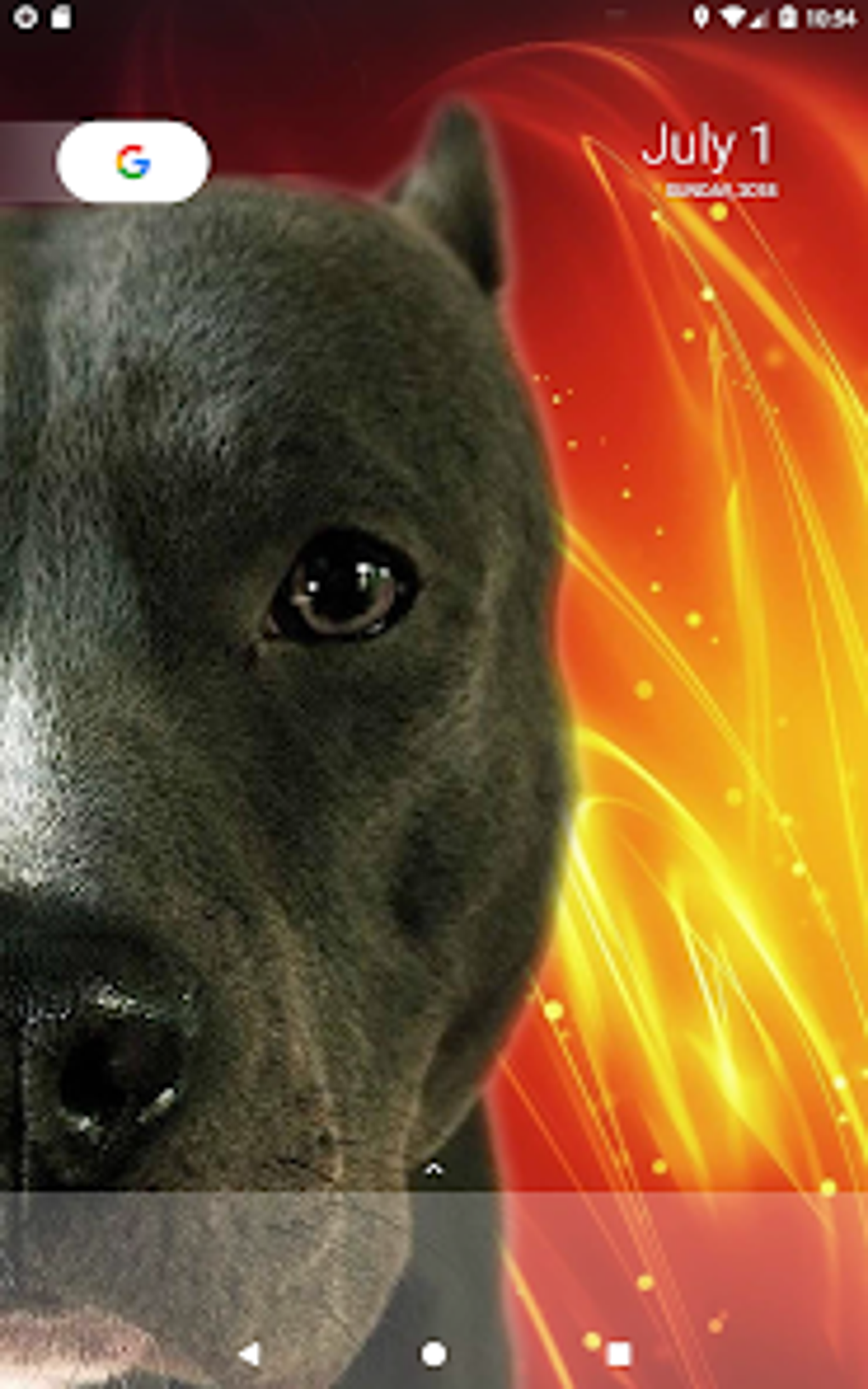 Pitbull Wallpapers para Android - Descargar