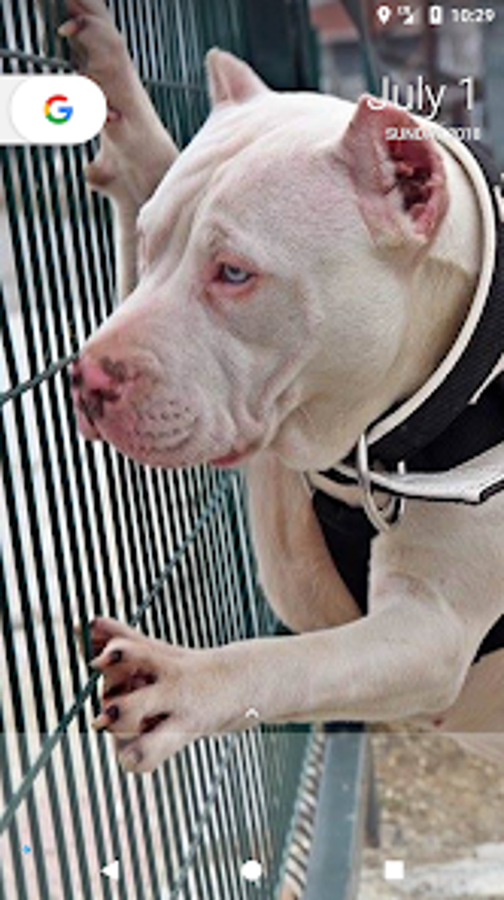 Pitbull Wallpapers para Android - Descargar