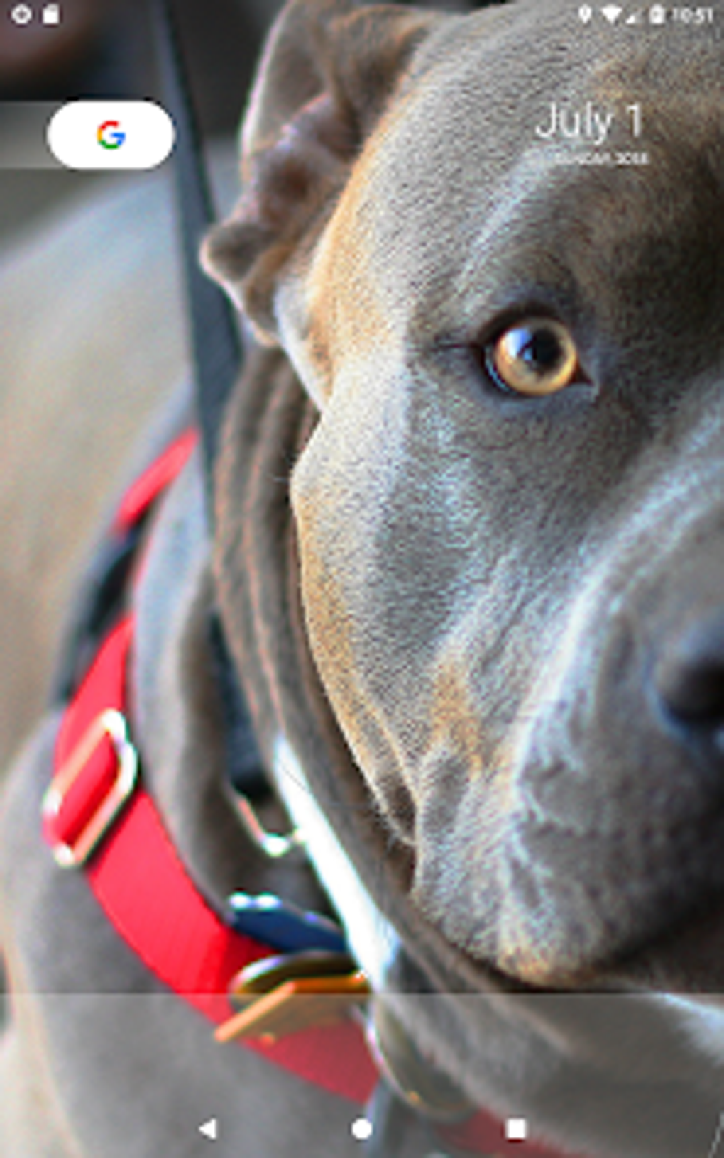 Pitbull Wallpapers para Android - Descargar