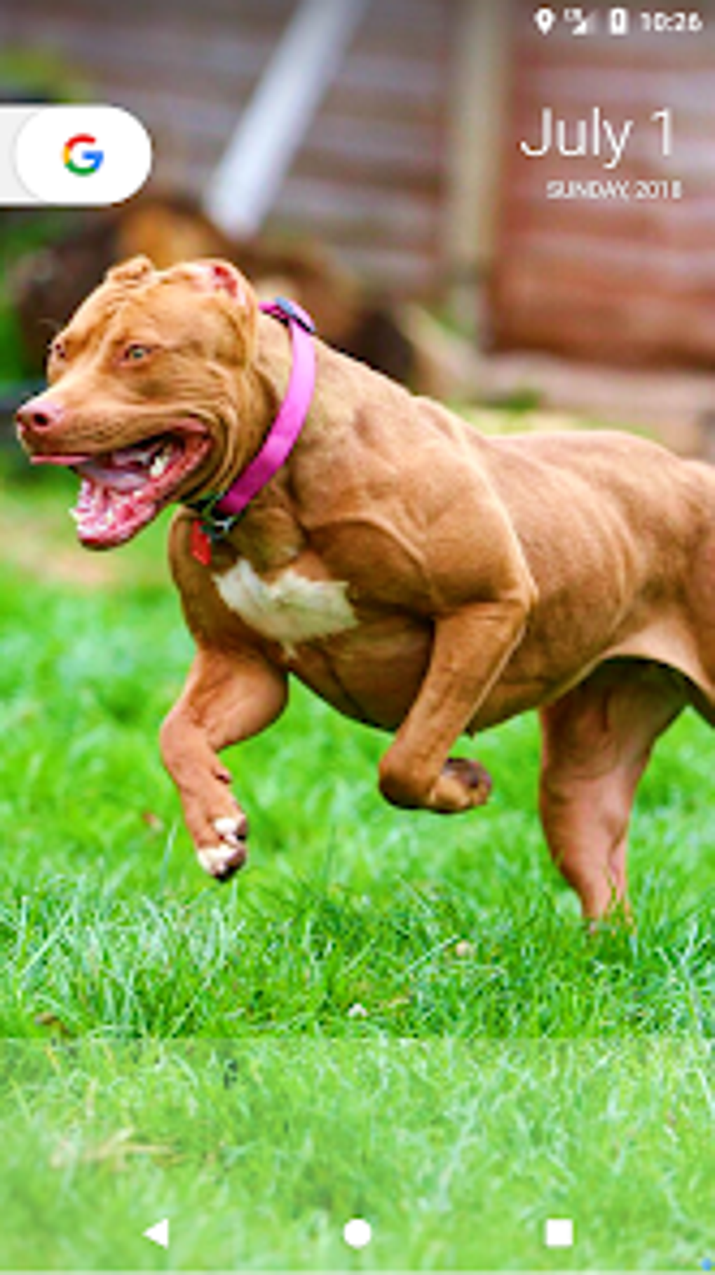 Pitbull Wallpapers para Android - Descargar