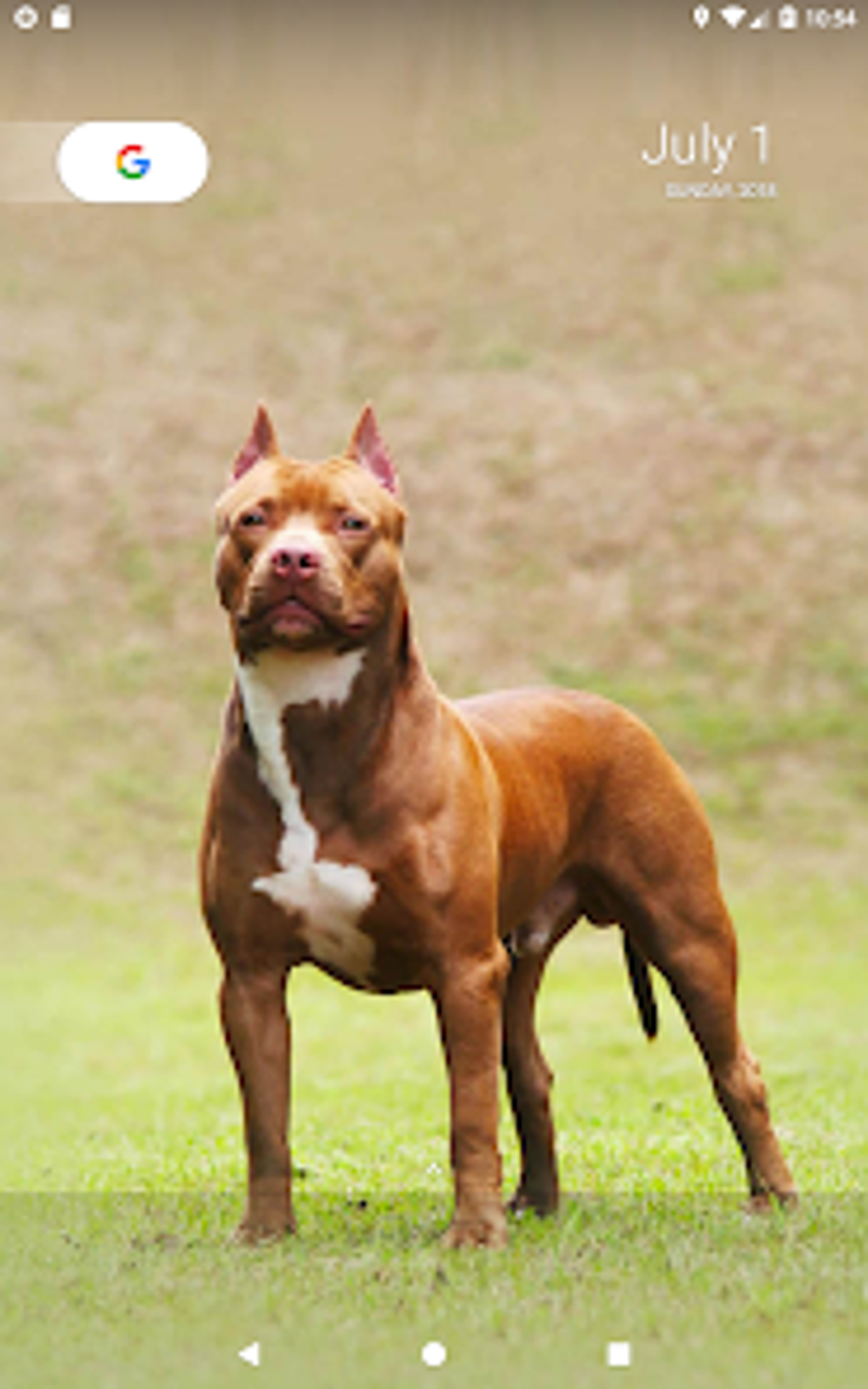 Pitbull Wallpapers para Android - Descargar