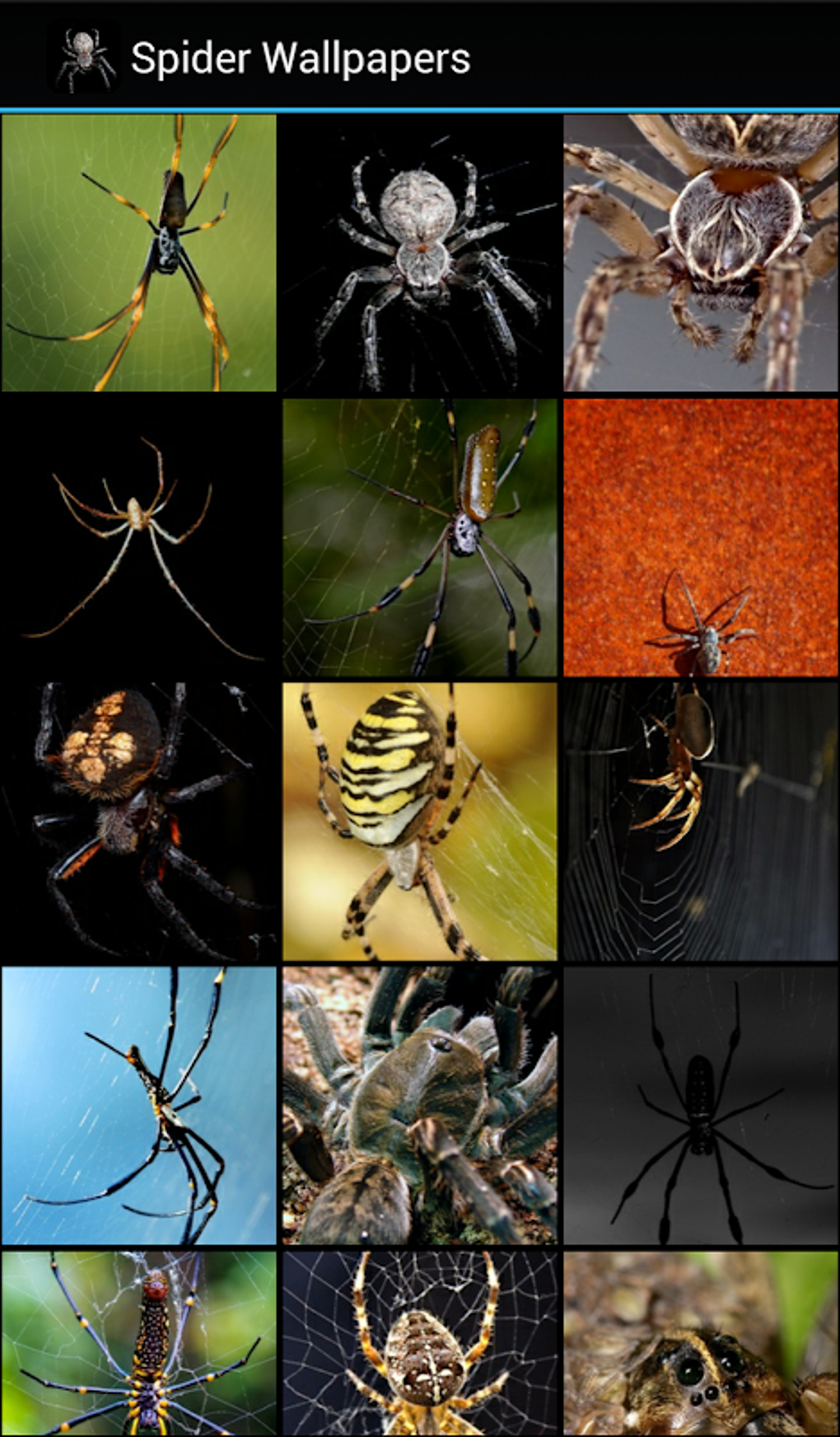 Spider Wallpapers APK for Android - Download