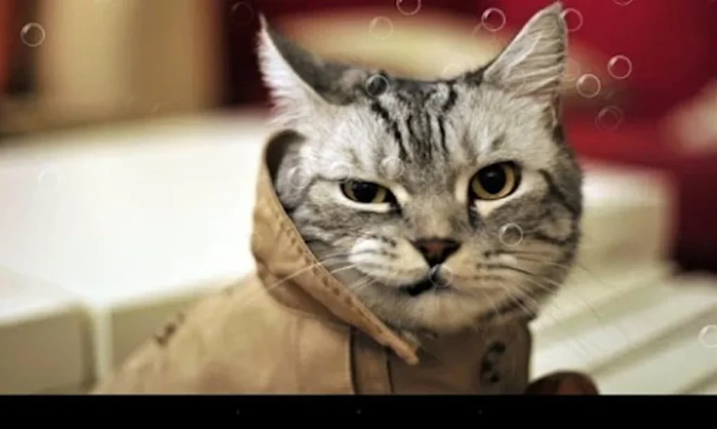 So Cute Cat Live Wallpaper for Android - Download