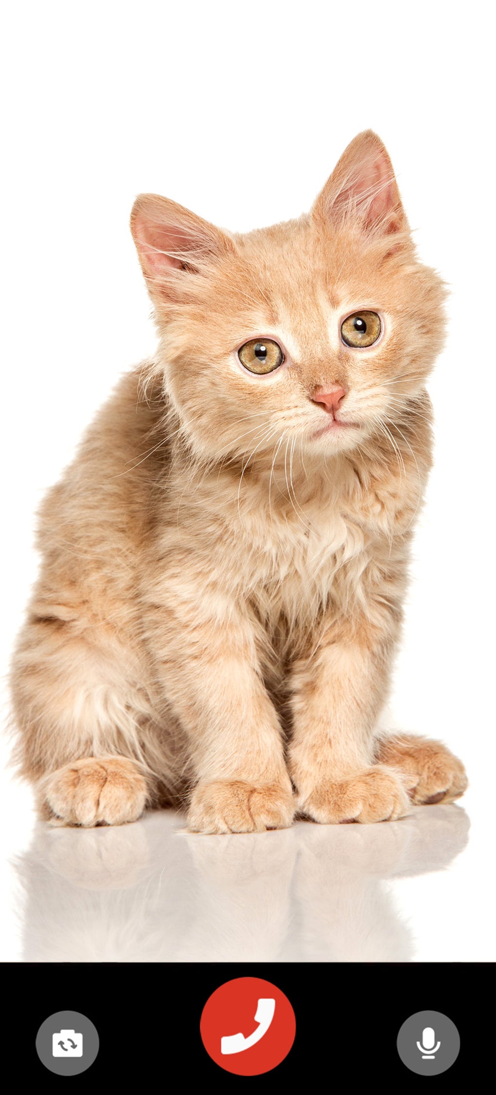 game panggilan palsu kucing for Android - Download