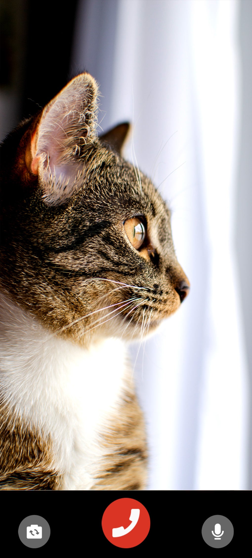 game panggilan palsu kucing for Android - Download