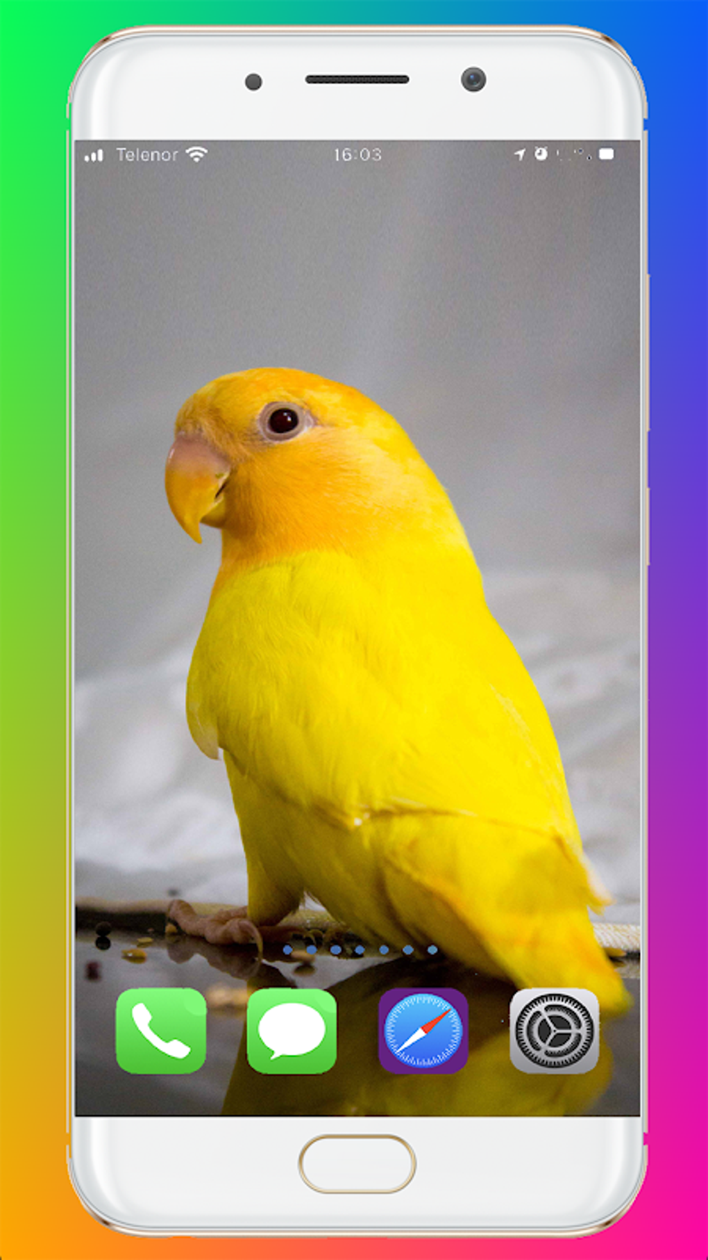 Bird Wallpaper HD APK for Android - Download