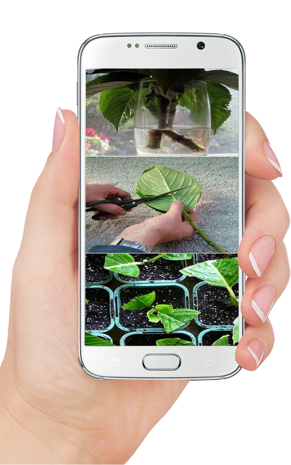 DIY Gardening Planting APK para Android - Descargar