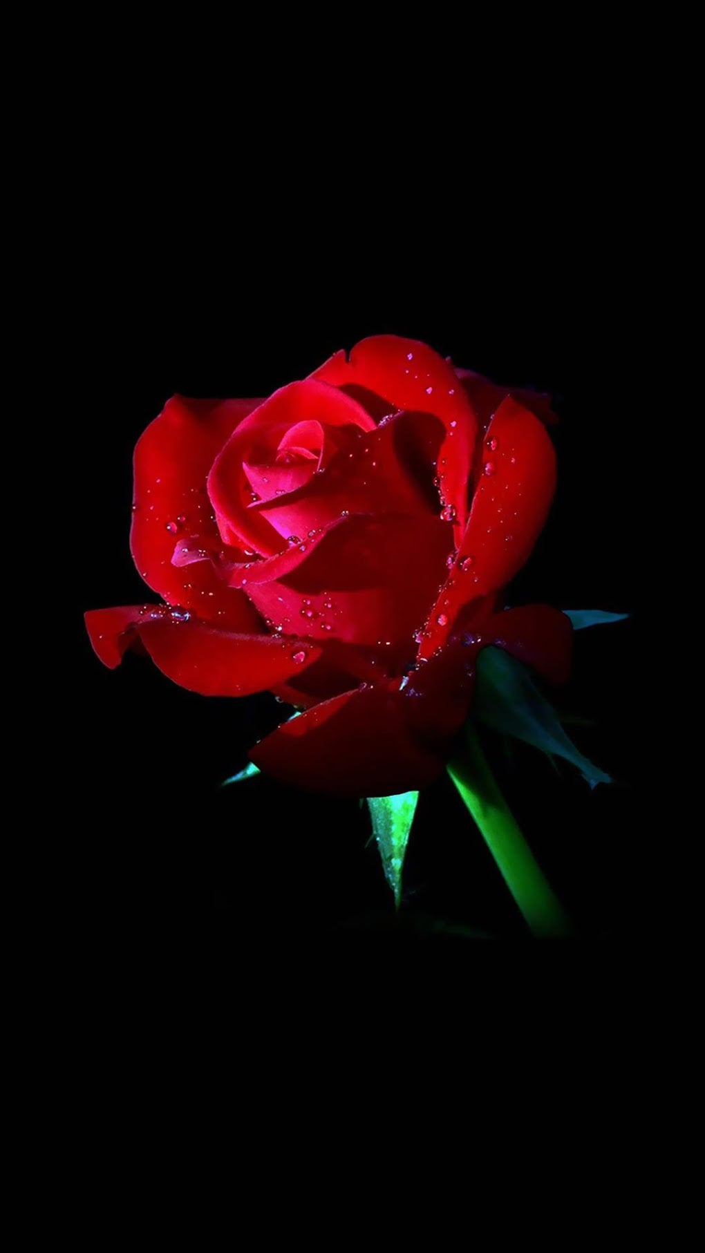 Red Rose APUS Live Wallpaper for Android - Download