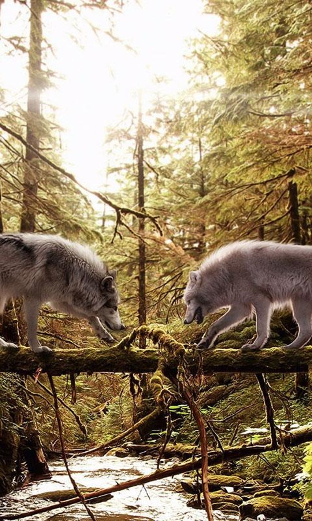 Wolves Live Wallpaper APK for Android - Download