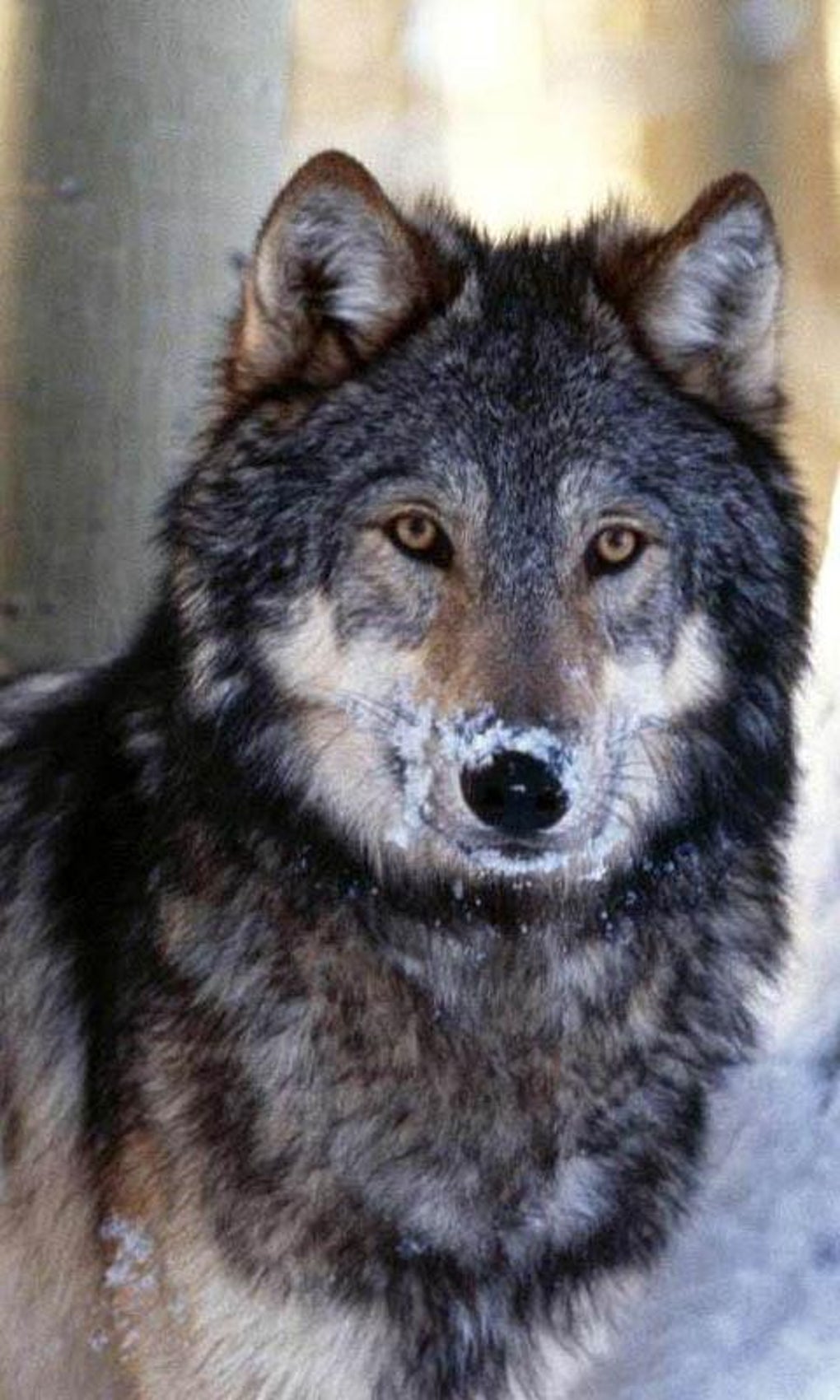 Wolves Live Wallpaper APK for Android - Download