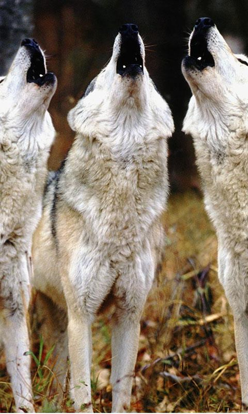 Wolves Live Wallpaper APK for Android - Download