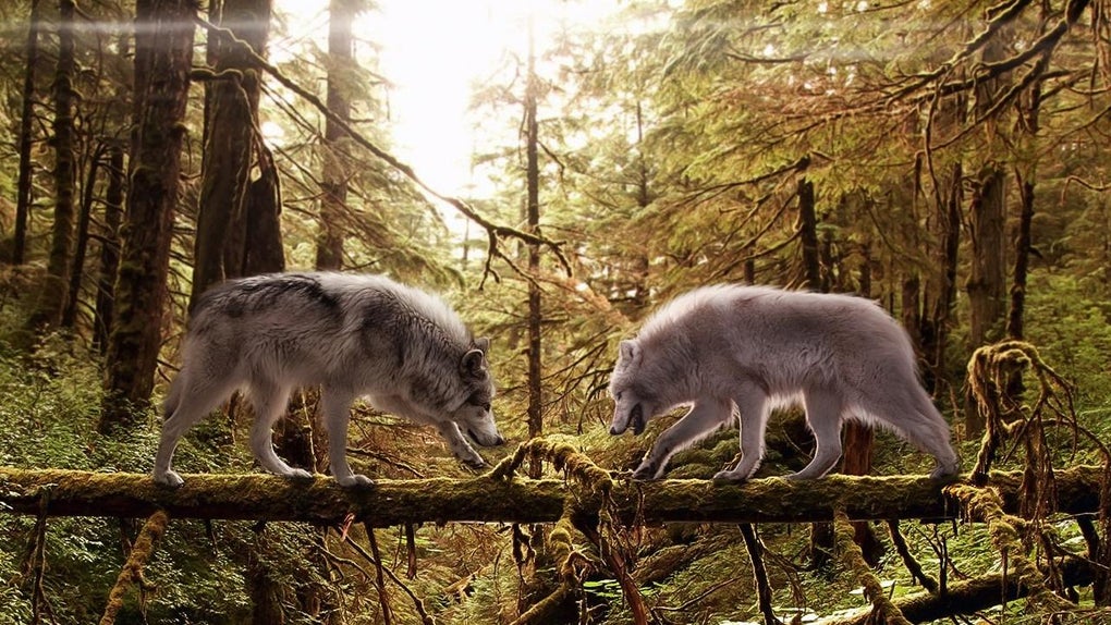 Wolves Live Wallpaper APK for Android - Download