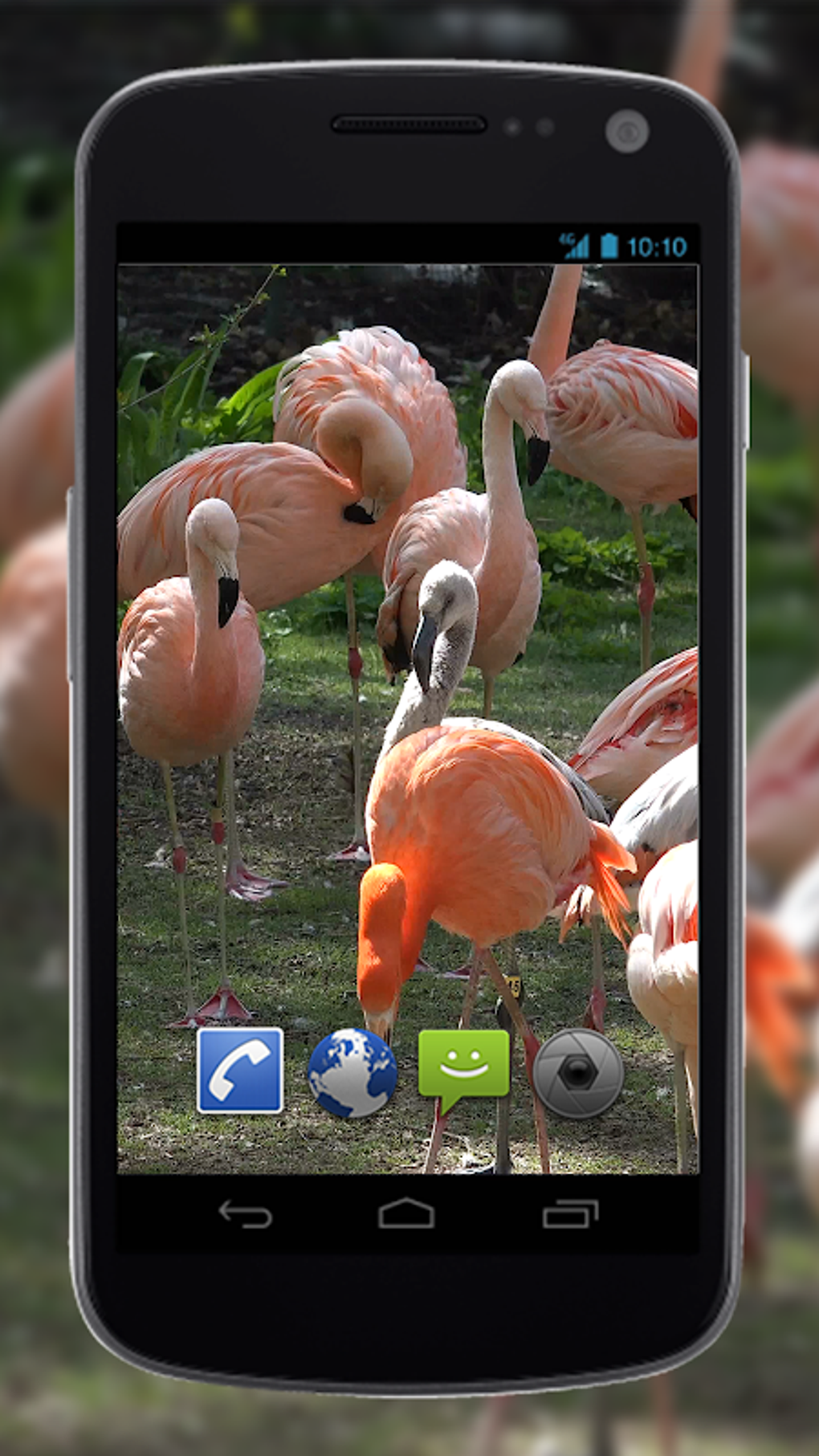 4K Flamingo Video Live Wallpapers APK for Android - Download