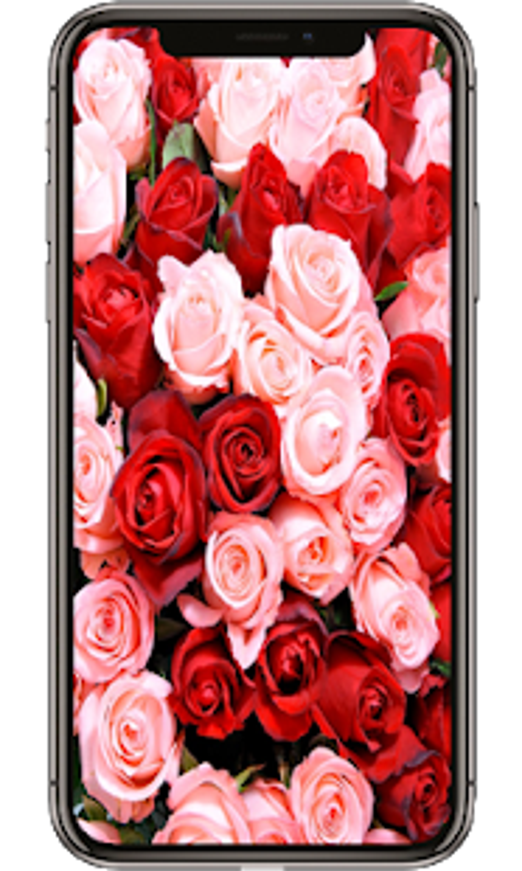Red Rose Flower Lock Screen Red Rose wallpapers APK para Android ...