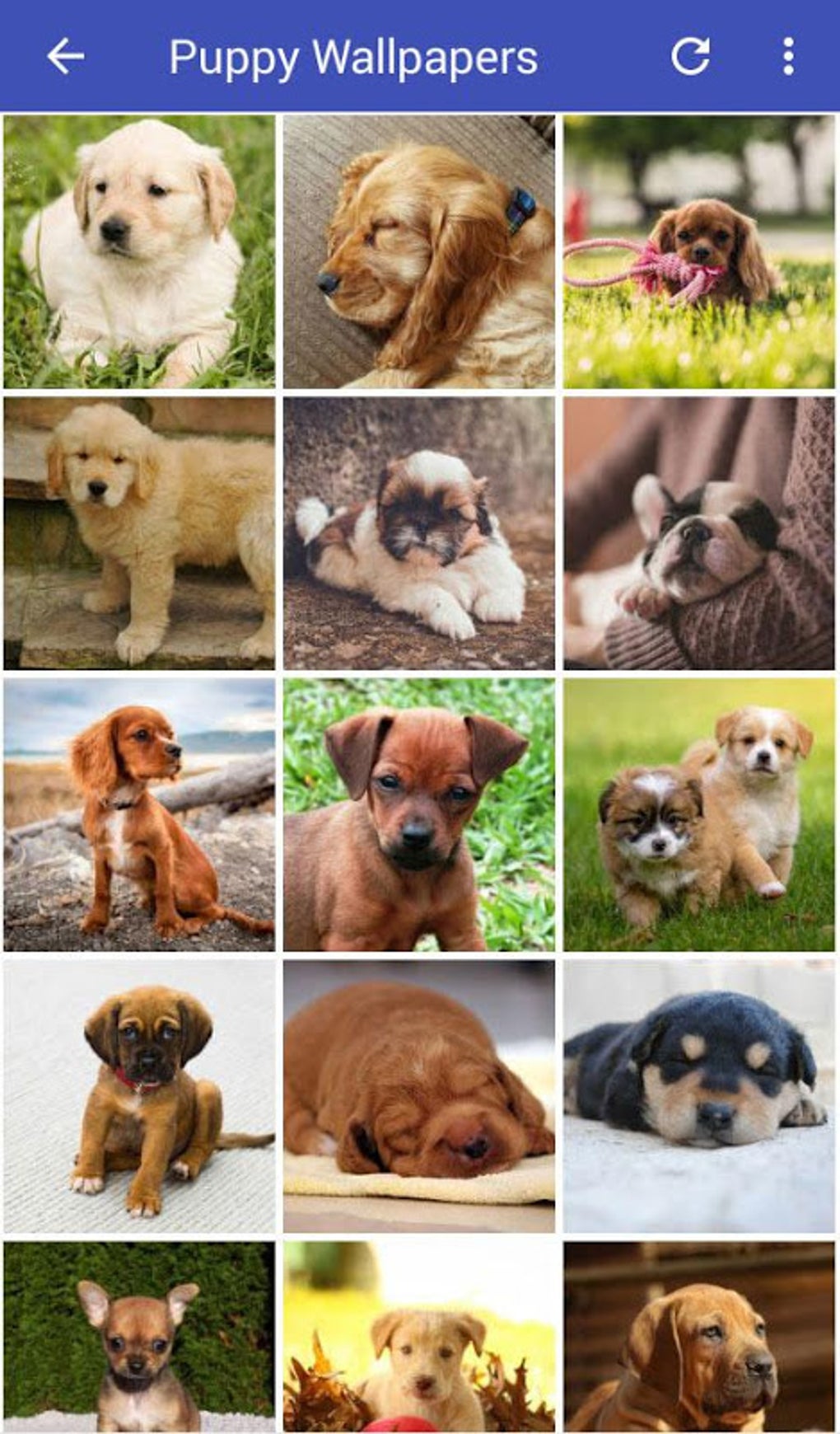 Puppy Wallpapers HD APK para Android - Descargar