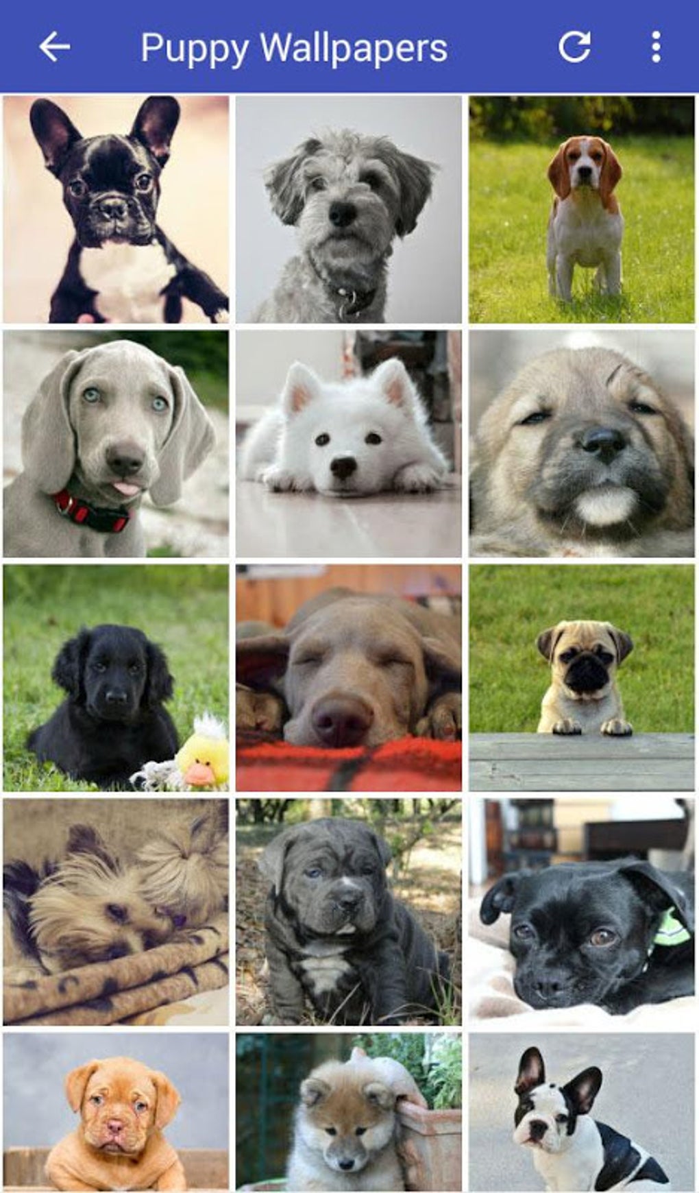 Puppy Wallpapers HD APK for Android - Download
