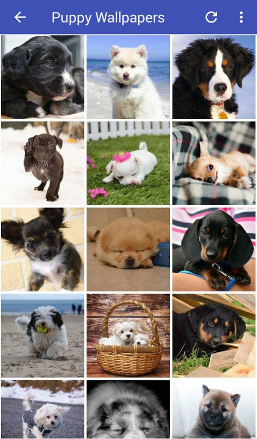 Puppy Wallpapers HD APK para Android - Descargar