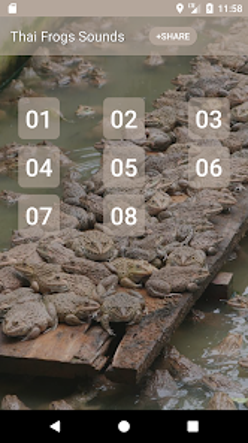 Thai Frog Sounds for Android - Download