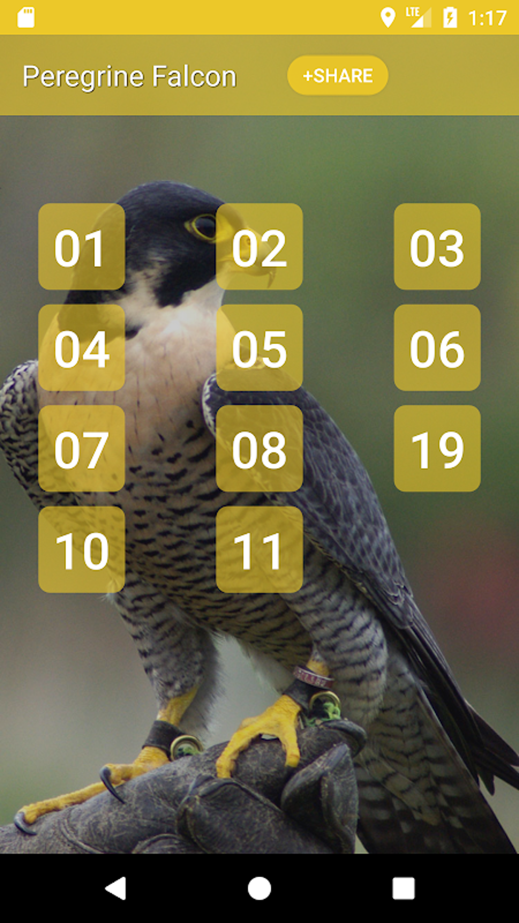 Peregrine Falcon sounds APK pour Android - Télécharger