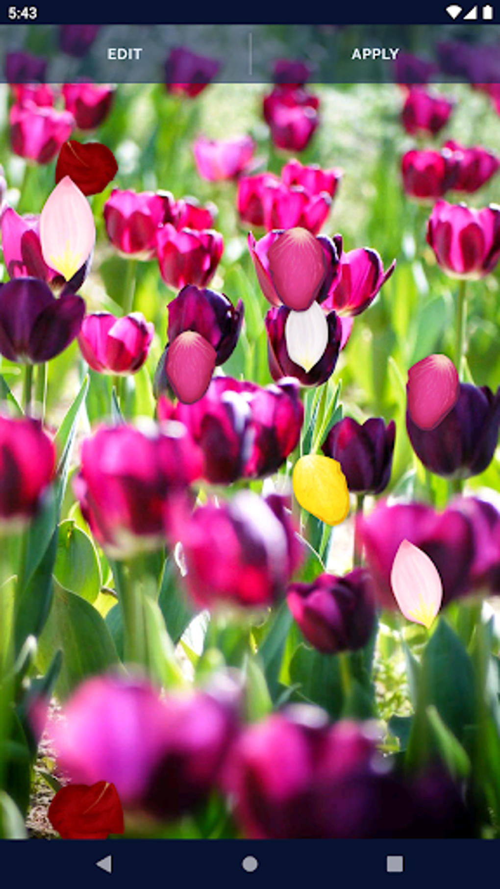 Spring Petals Live Wallpaper APK for Android - Download