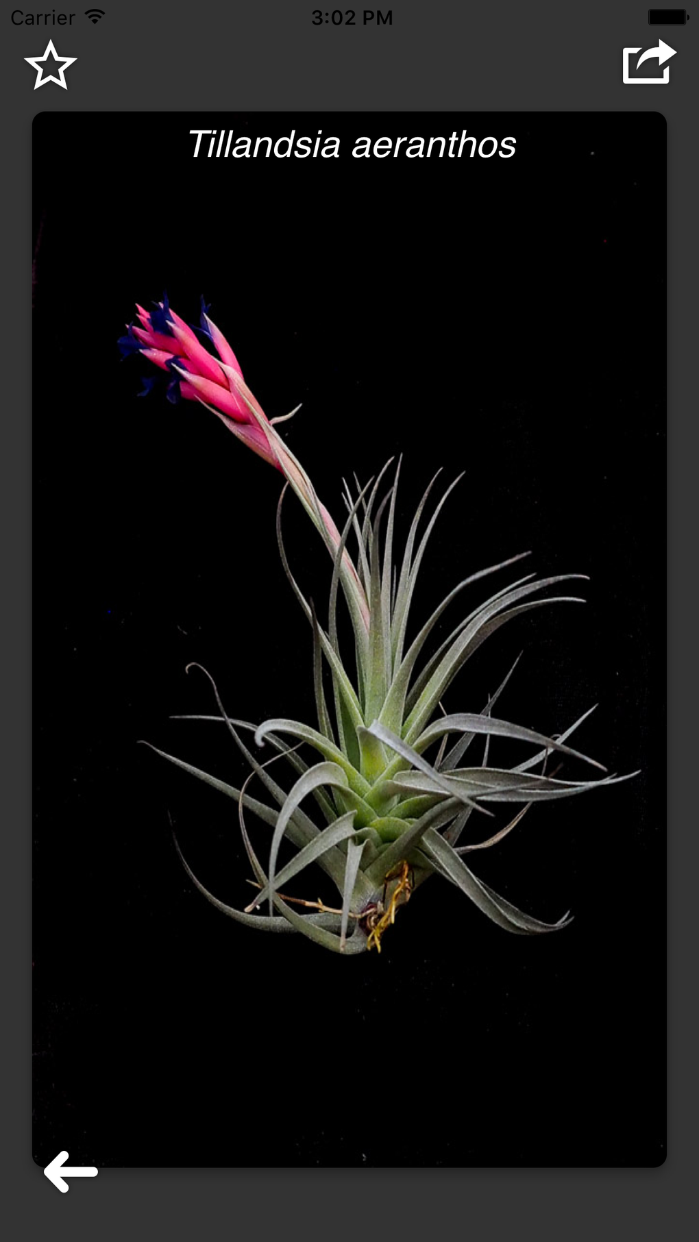 Air Plant Tilli-Cards for iPhone - Download