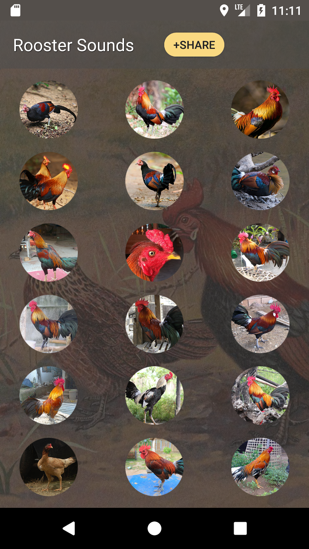 Rooster Sound and Ringtones for Android - Download