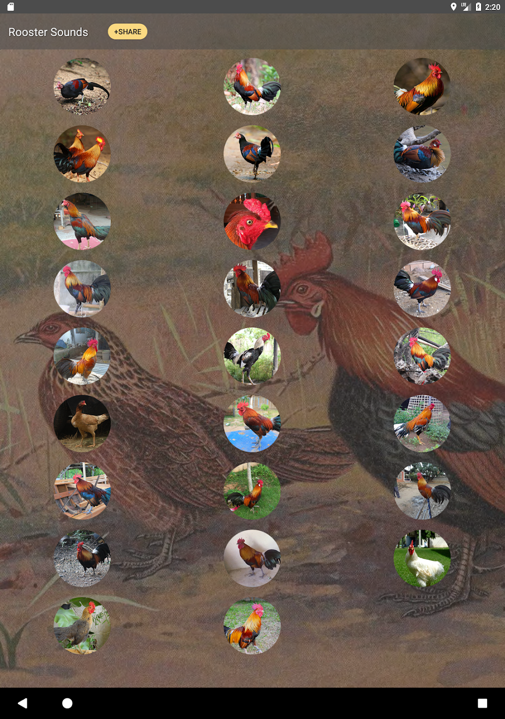 Rooster Sound and Ringtones for Android - Download