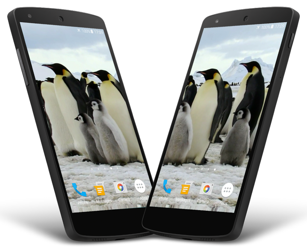 Penguins Video Live Wallpaper APK for Android - Download