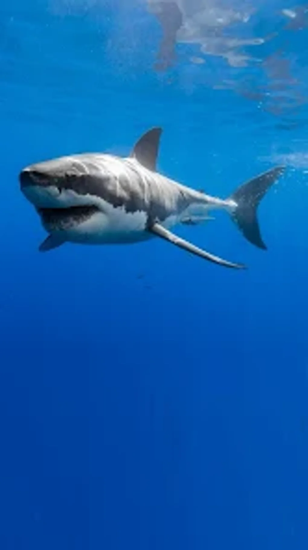Shark Wallpapers for Android - Download