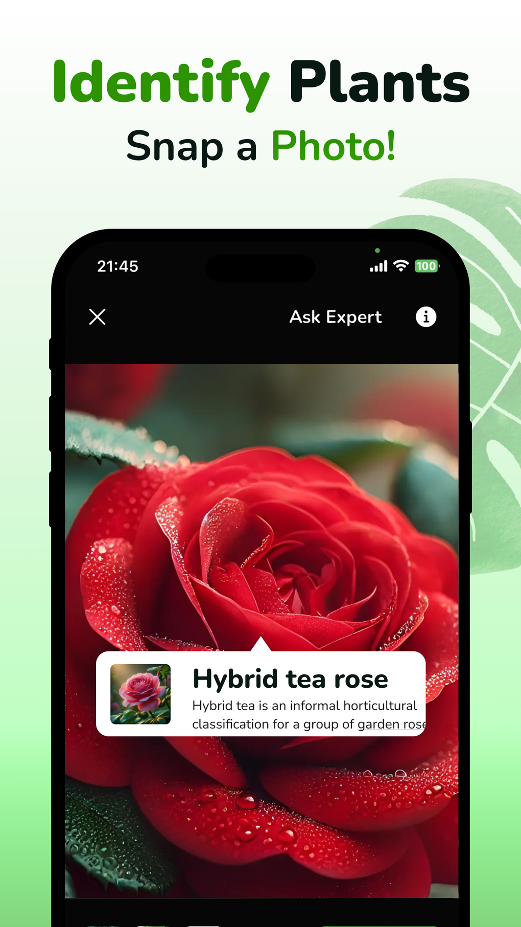Plant ID Disease Identifier for iPhone - Download