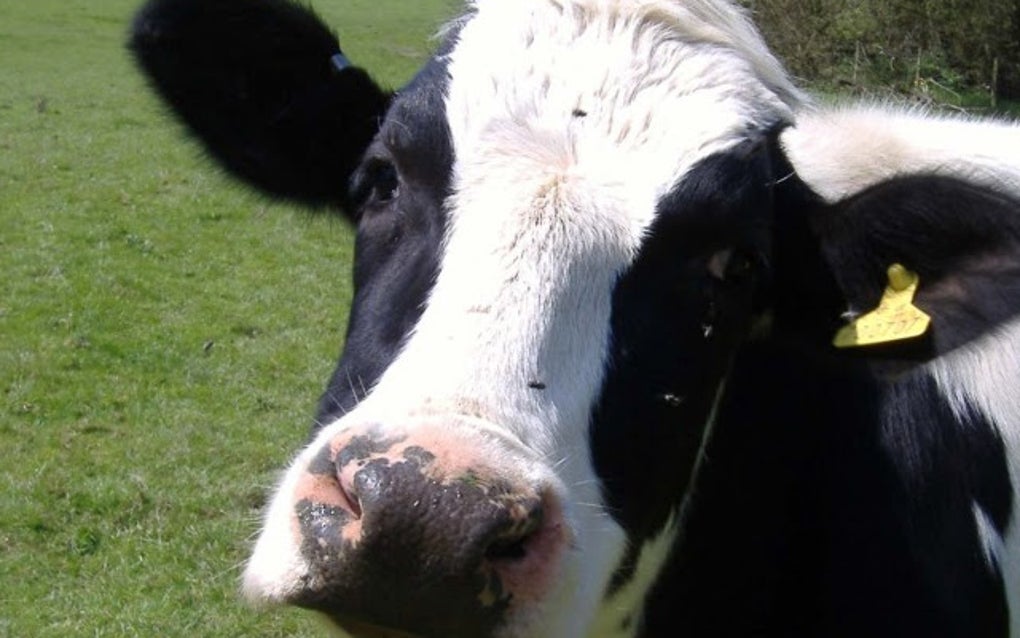 Cowify for Google Chrome - Extension Download