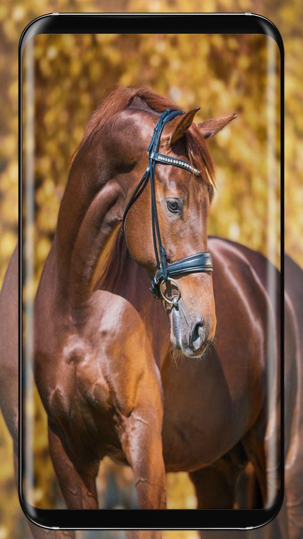 Horse Wallpaper pour Android - Télécharger